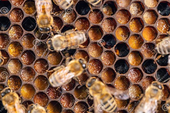 Shot of bees in a bee hive stock photo. Image of closeup - 287167628 Shot of bees in a bee hive stock photo. Image of closeup - 287167628