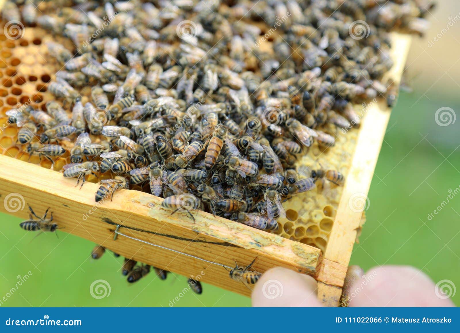 Honeycomb Inside the Beehive with Bees at Work. Stock Photo - Image of ...