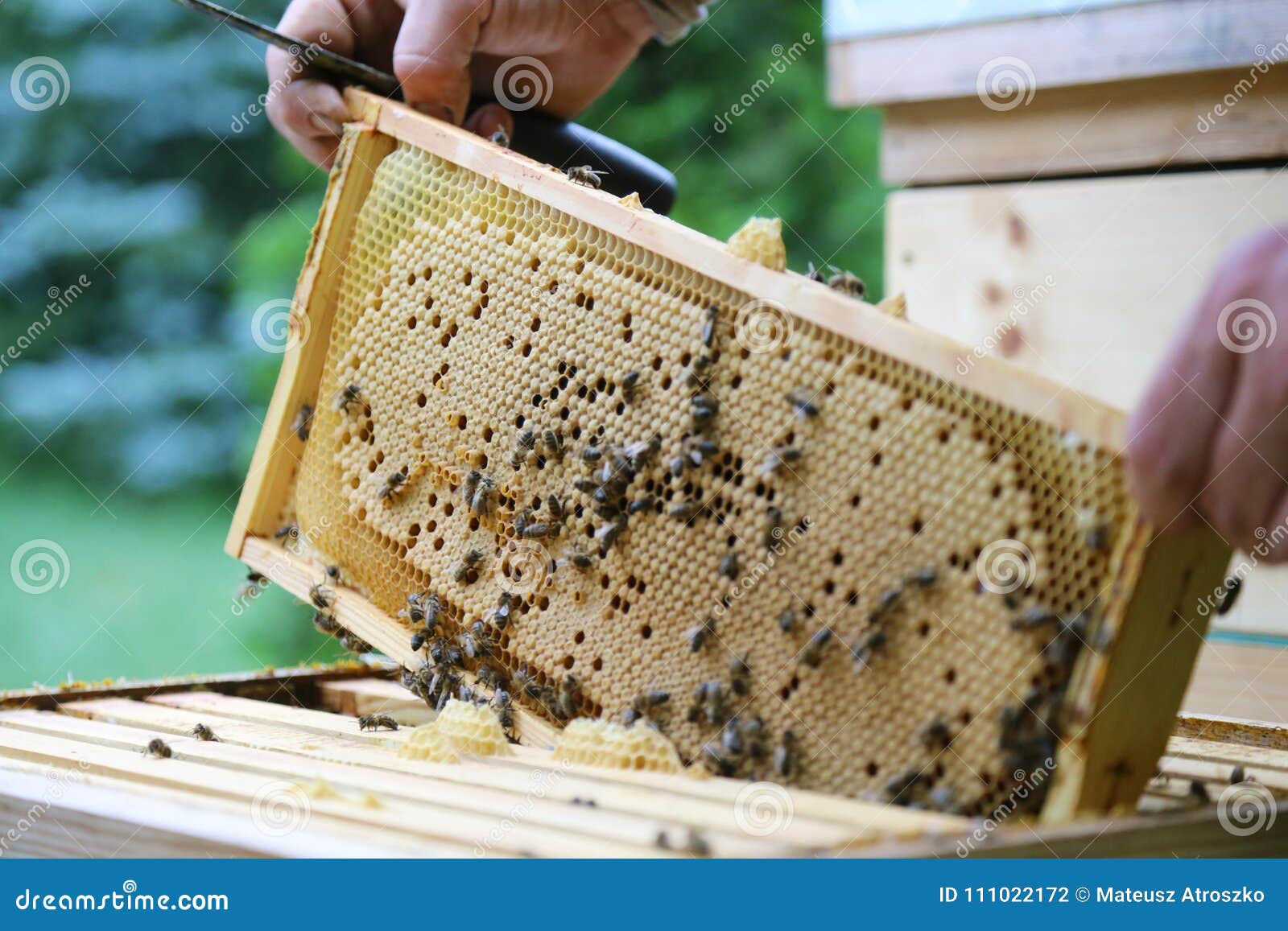 Honeycomb Inside the Beehive with Bees at Work. Stock Photo - Image of ...