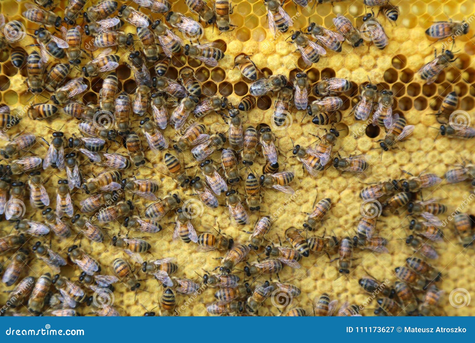 Beehive Interior - Honey Bees Working On A Honeycomb Stock Photo ...