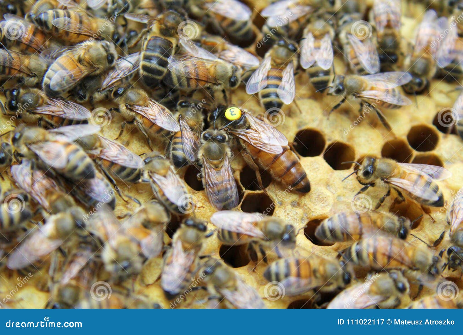 Queen Bee on a Honeycomb Inside the Beehive with Bees at Work. Stock ...