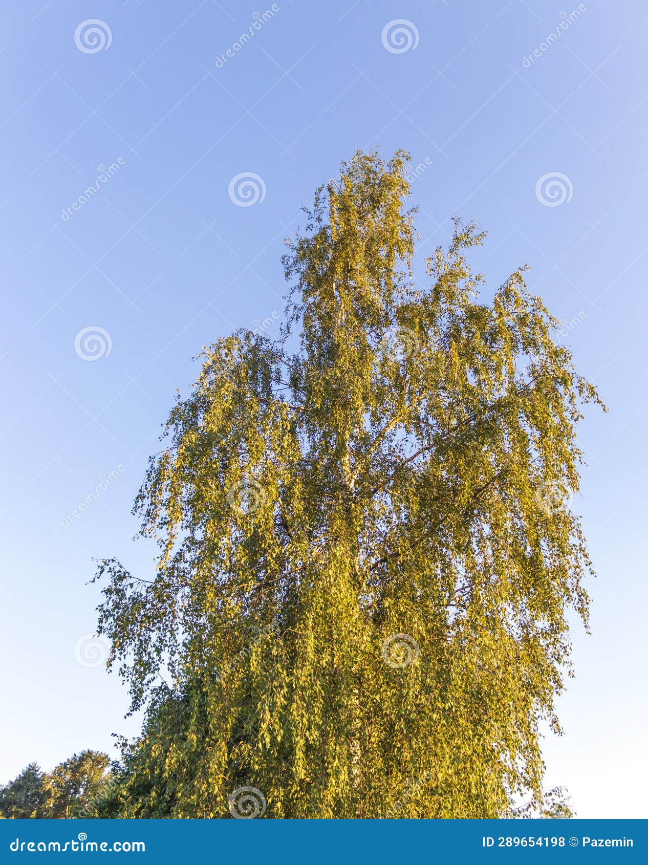 Shot of the Big Birch Tree. Nature Stock Photo - Image of landscape ...