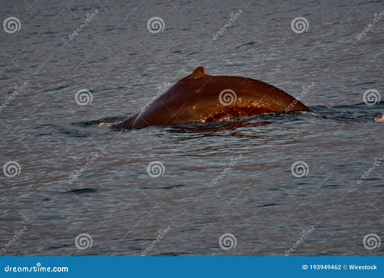 Shot of a Big Fish Swimming in the Ocean Stock Photo - Image of fresh ...
