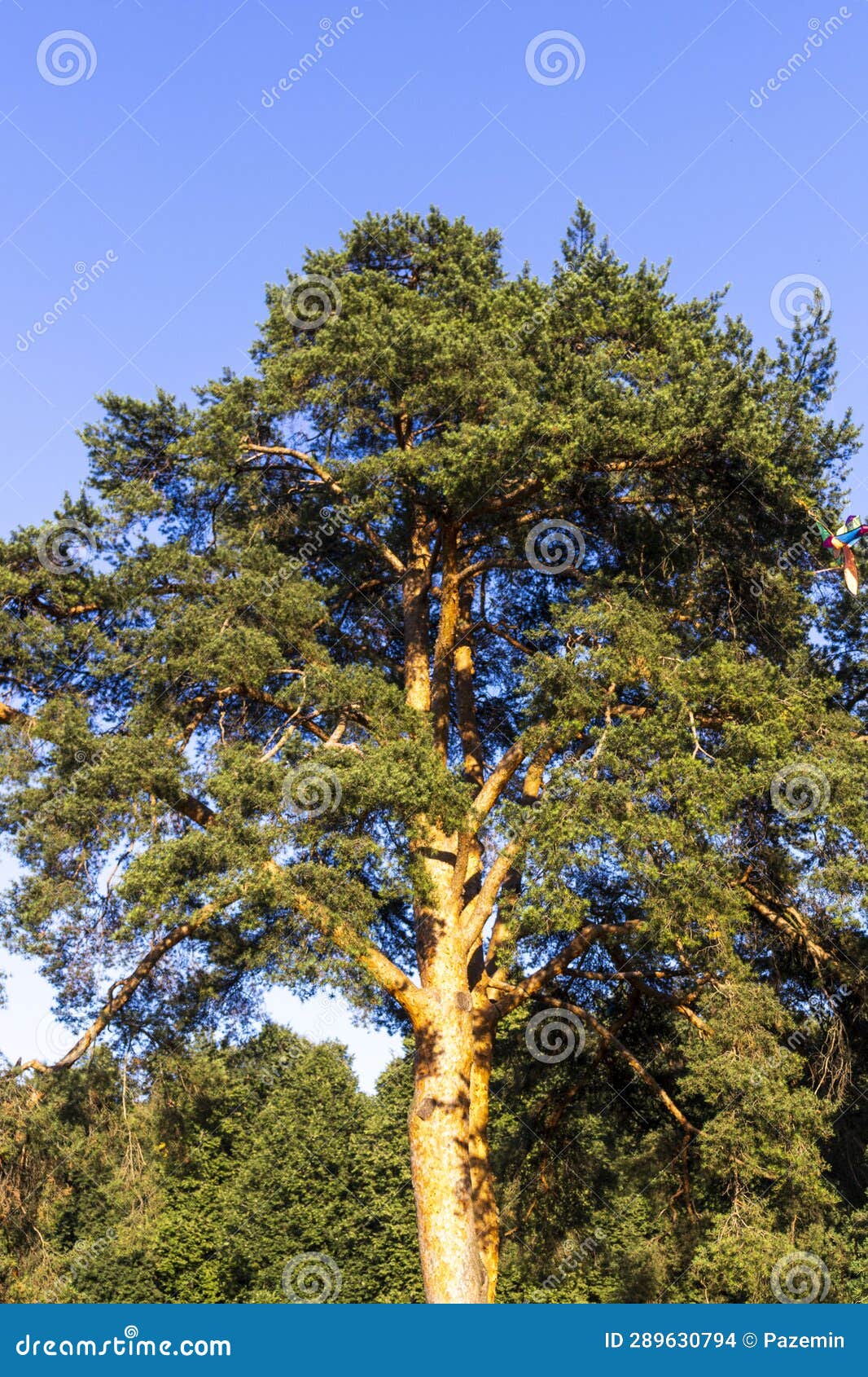 Shot of the Big Pine Tree. Nature Stock Photo - Image of nature, season ...