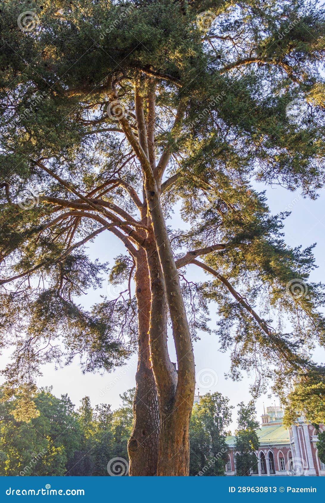 Shot of the Big Pine Tree. Nature Stock Image - Image of natural, birch ...