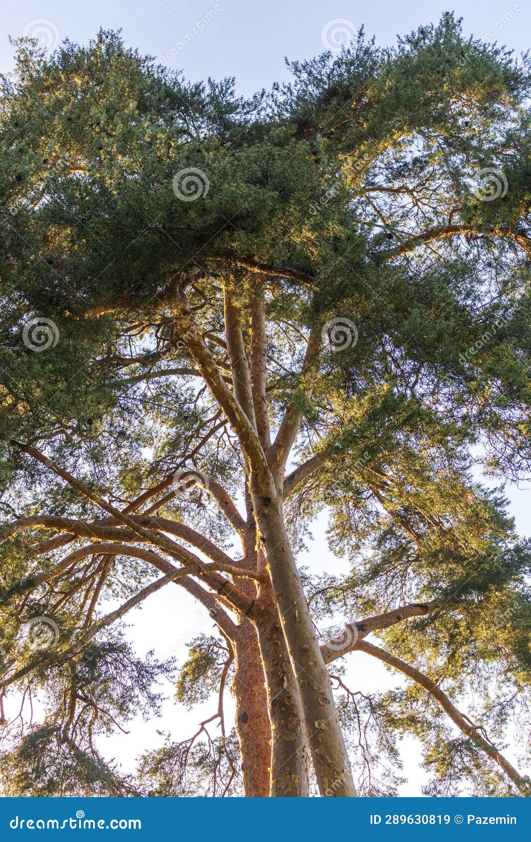 Shot of the Big Pine Tree. Nature Stock Image - Image of outdoor, field ...