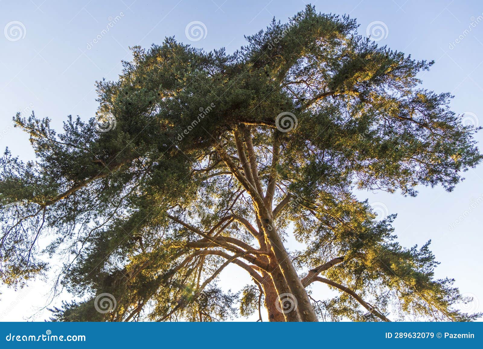 Shot of the Big Pine Tree. Nature Stock Image - Image of spring, green ...
