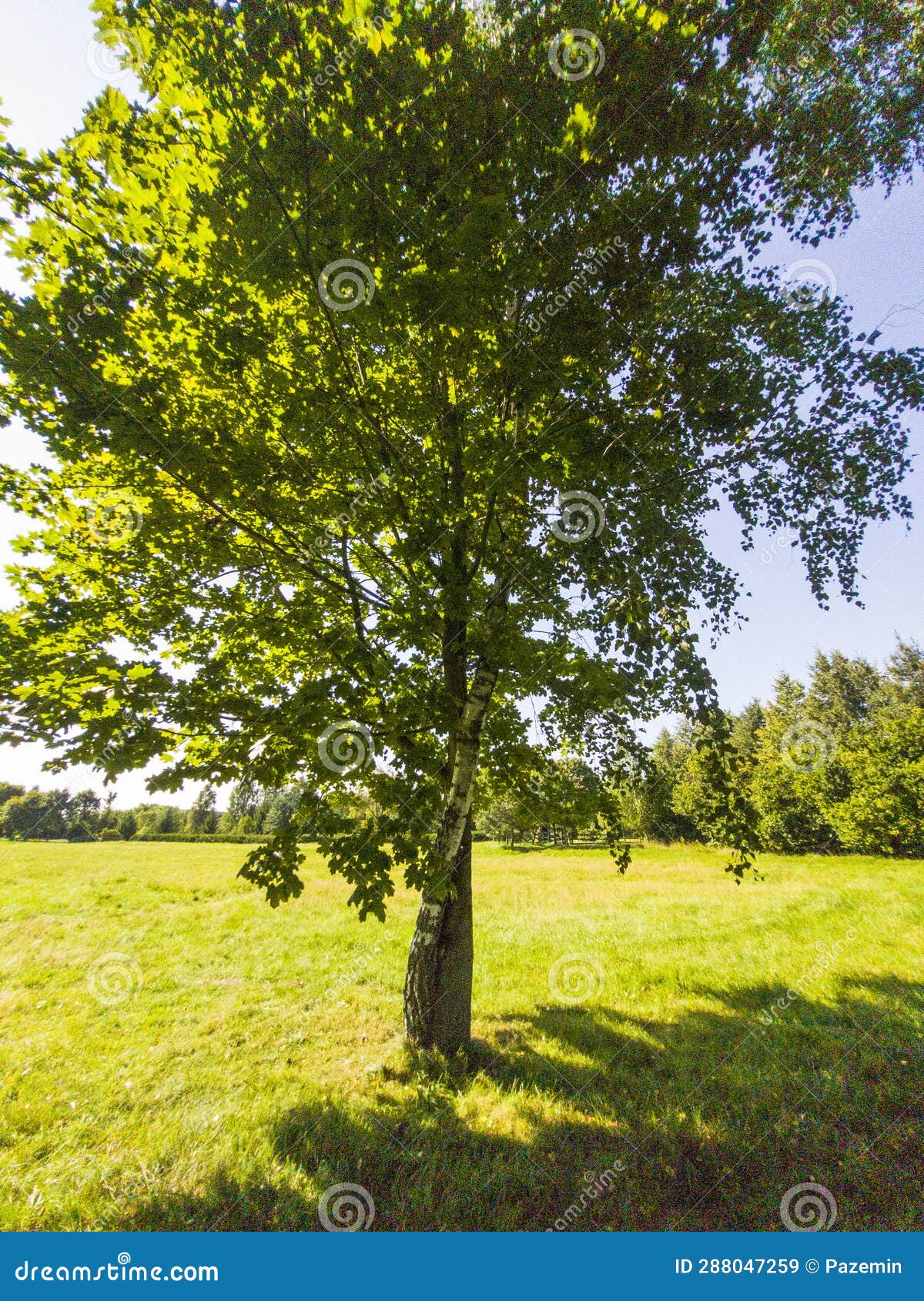 Shot of the Birch and Maple Trees Bound Together. Nature Stock Image ...