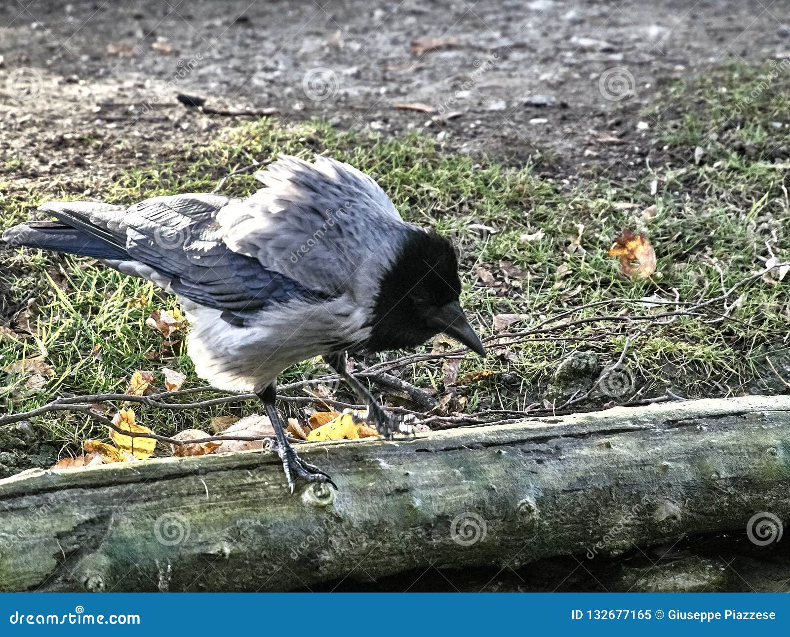 Shot of a bird stock image. Image of lake, decoration - 132677165
