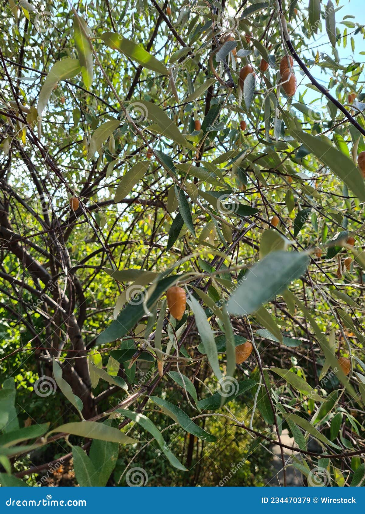 Shot of Branches of a Tree with Fruits Stock Image - Image of tree ...