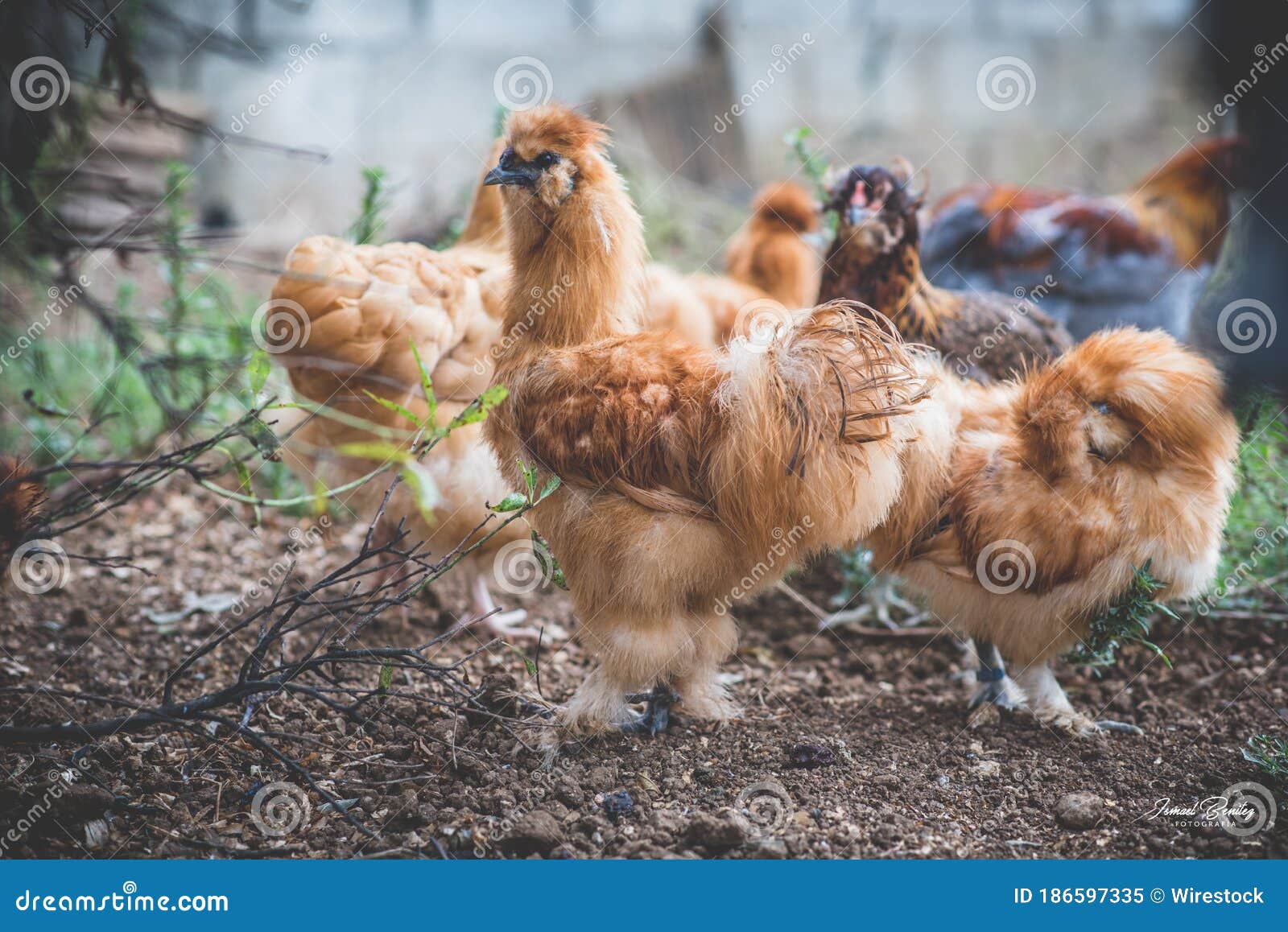 Shot of Brown Silkie Bantam Chickens Standing on the Ground Stock Image ...