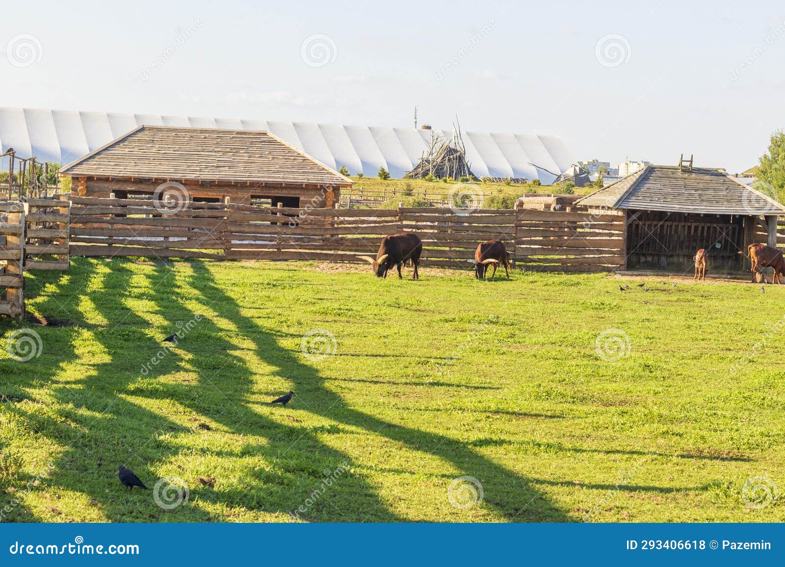 Shot of the Buffalo. Animals Stock Photo - Image of livestock ...