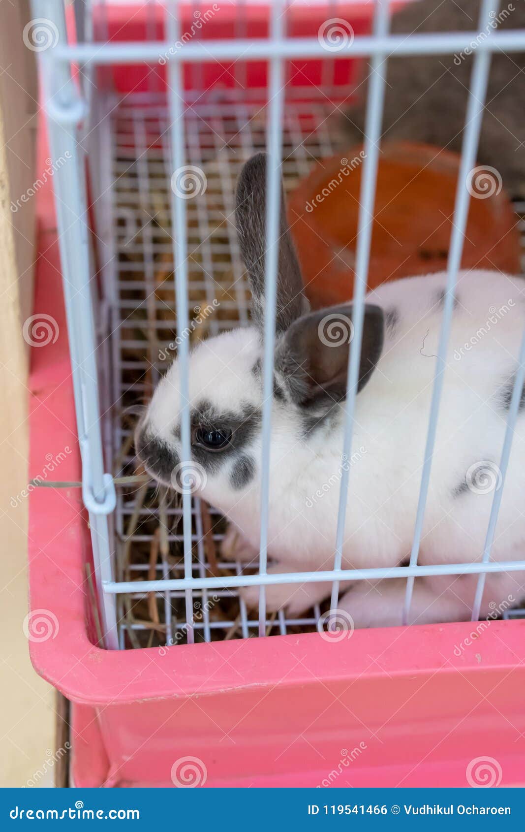 A Shot through the Cage of White Rabbit with Black Ears and Scat Stock ...