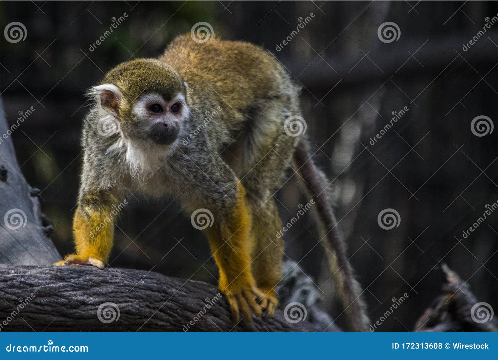 Shot of the Callicebus Monkey Walking Over the Tree Branch Stock Photo ...