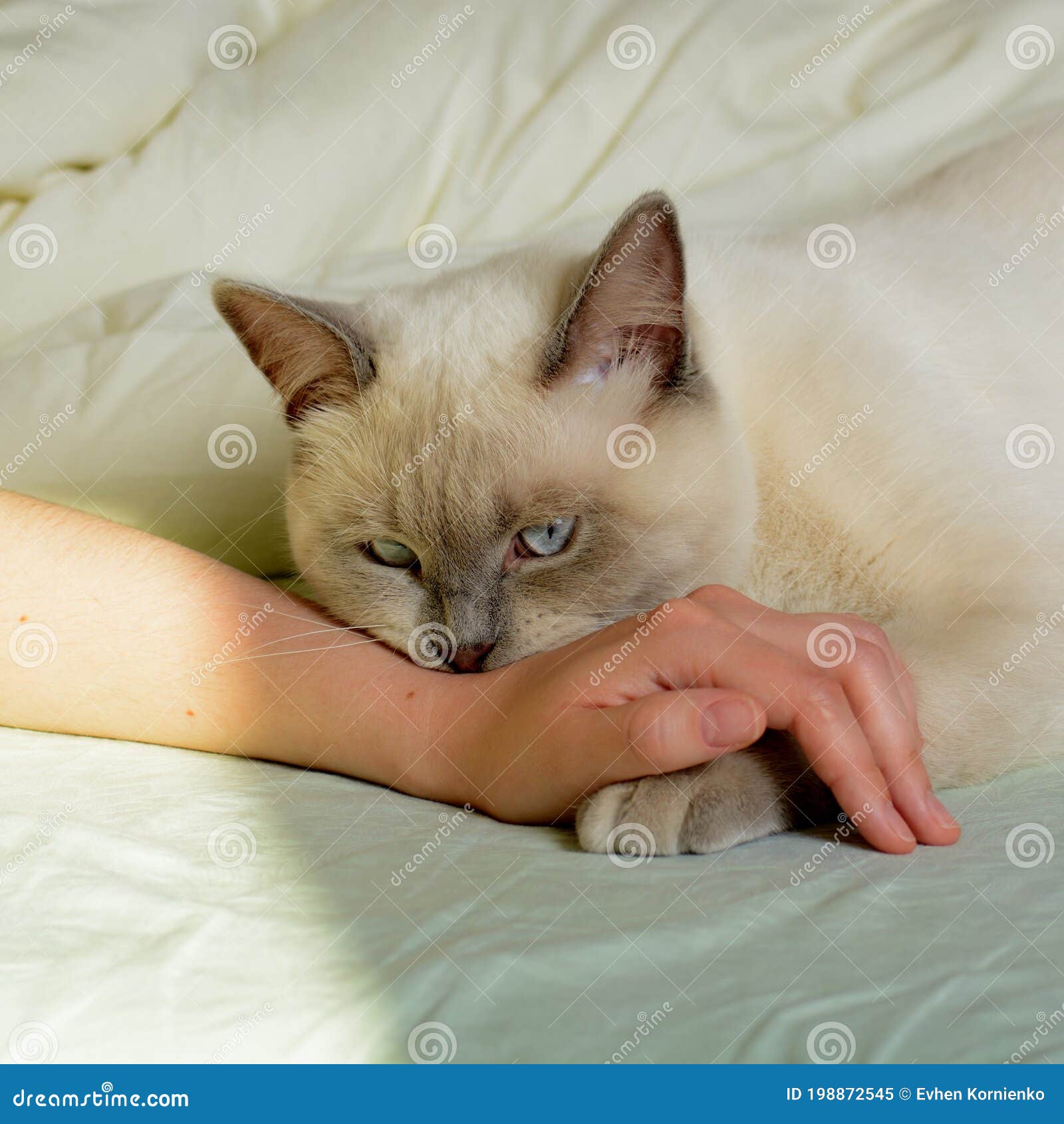 Cat bite a hand stock image. Image of kitten, fluffy - 198872545