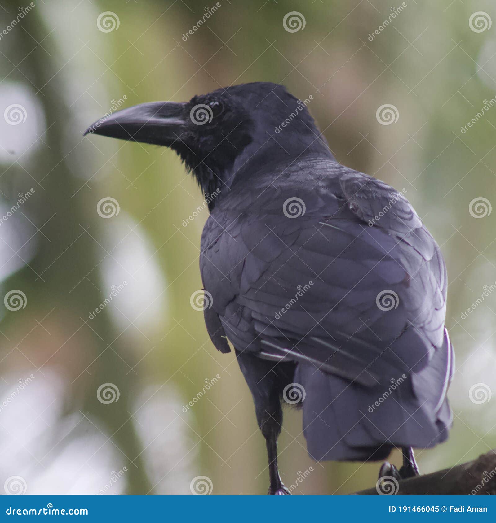 Crow stock image. Image of black, bird, wildlife, crow - 191466045