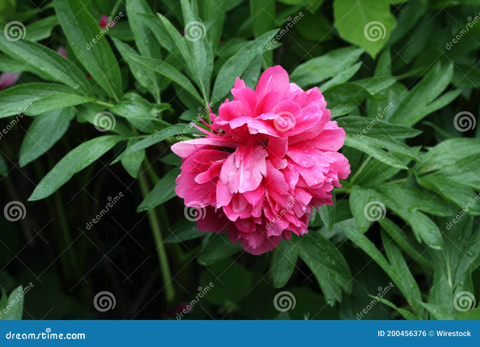 Shot of a common peony stock photo. Image of colours - 200456376
