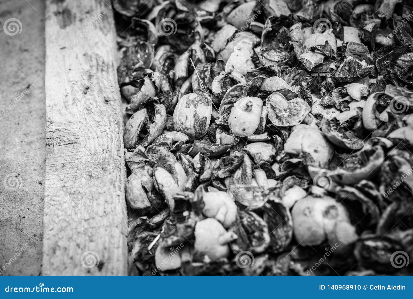 Nut Sheels Stock Photos - Free & Royalty-Free Stock Photos from Dreamstime