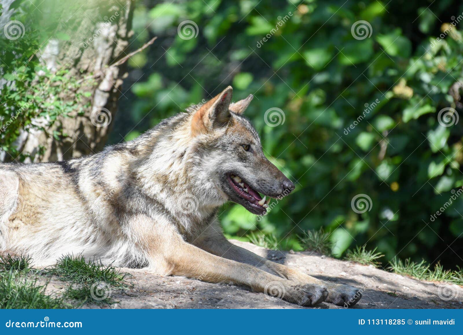 Wolf stock image. Image of nature, shot, copenhagen - 113118285