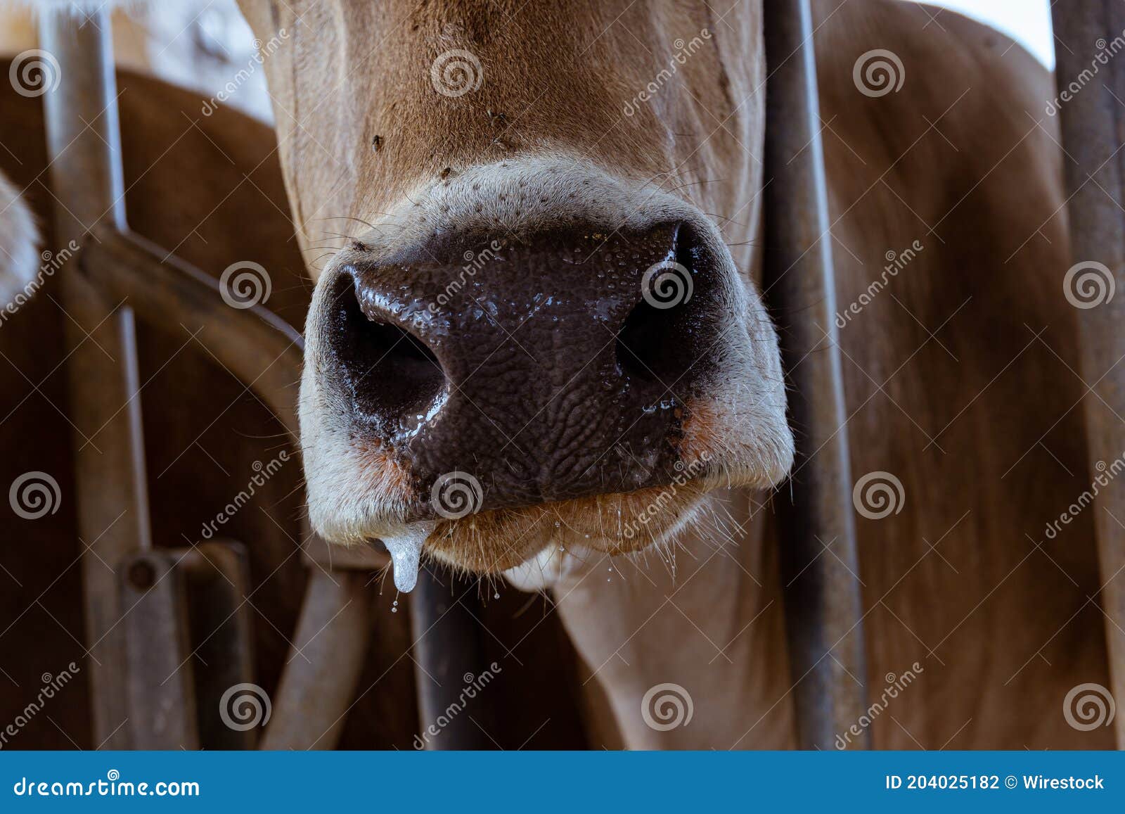 Shot of a cow in a barn stock photo. Image of ranch - 204025182