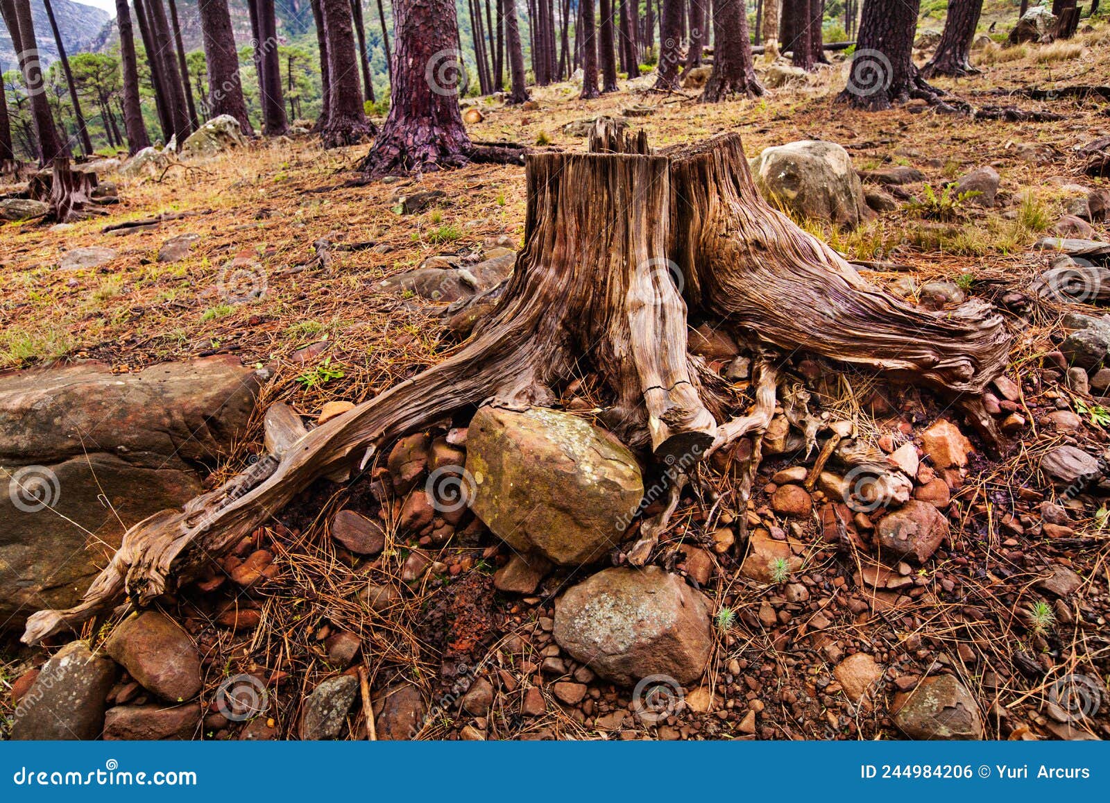 Focus on Deforestation. Shot of a Cut Down Tree in the Forest. Stock ...