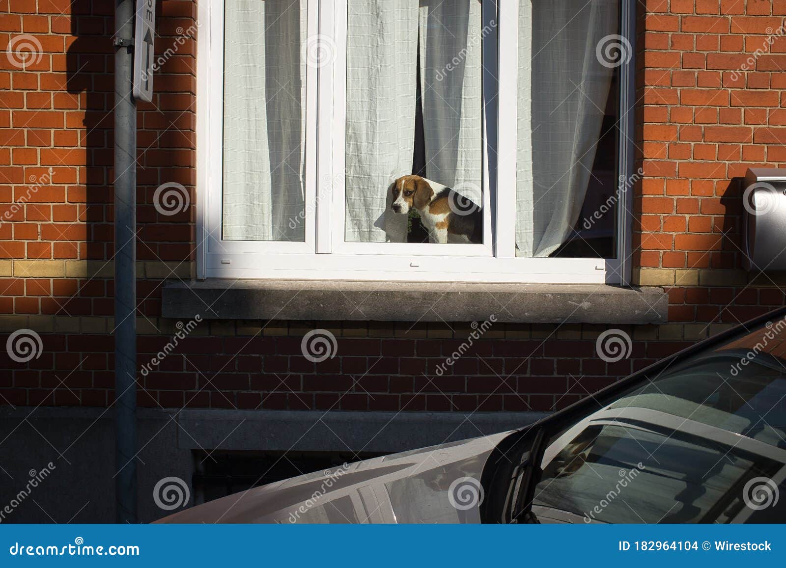 Shot of a Cute Beagle Harrier Dog Looking Out the Window Stock Photo ...