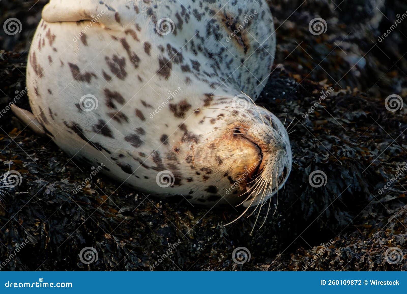 Shot of a Cute Harbor or Common Seal Lying on One Side and Looking ...