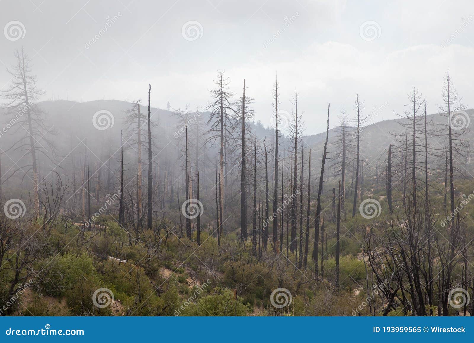 Shot of Dead Trees in the Foggy Forest Stock Image - Image of mist ...