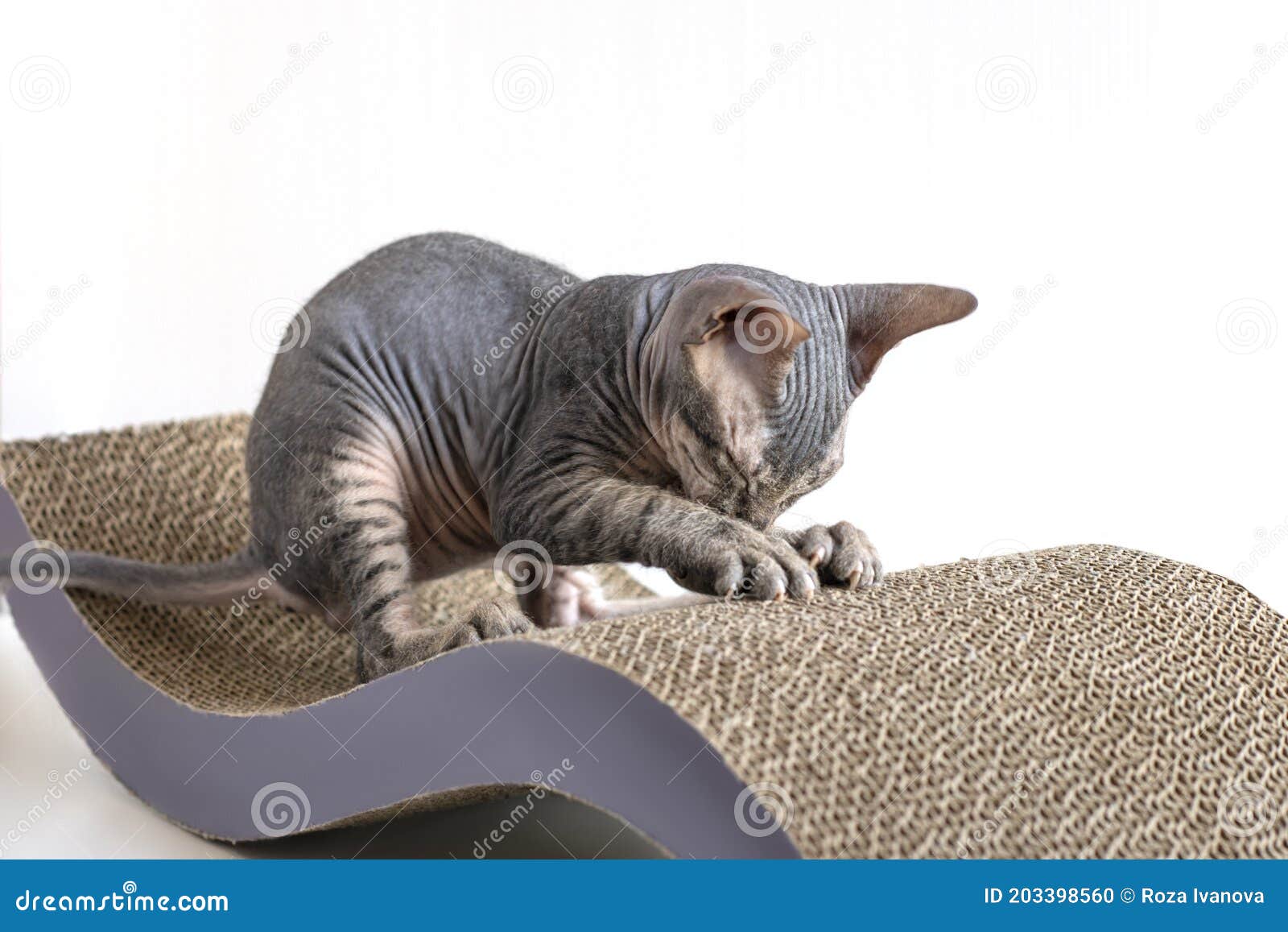 The Don Sphynx Kitten Cat Sharpens Its Claws Stock Photo - Image of ...