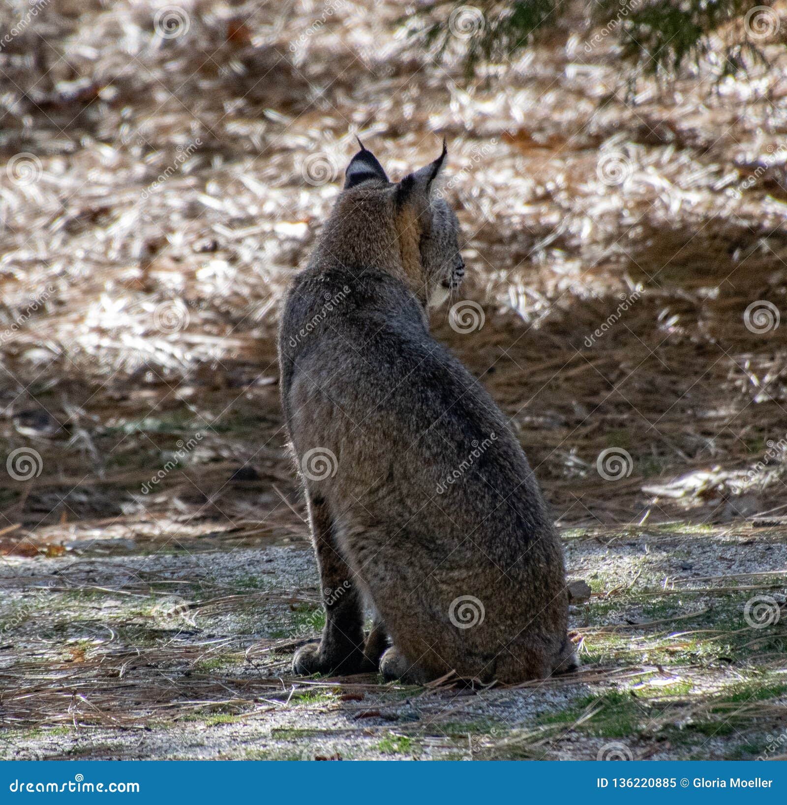 White Spotted Ears of a Bobcat in Yosemite Valley Stock Image - Image ...