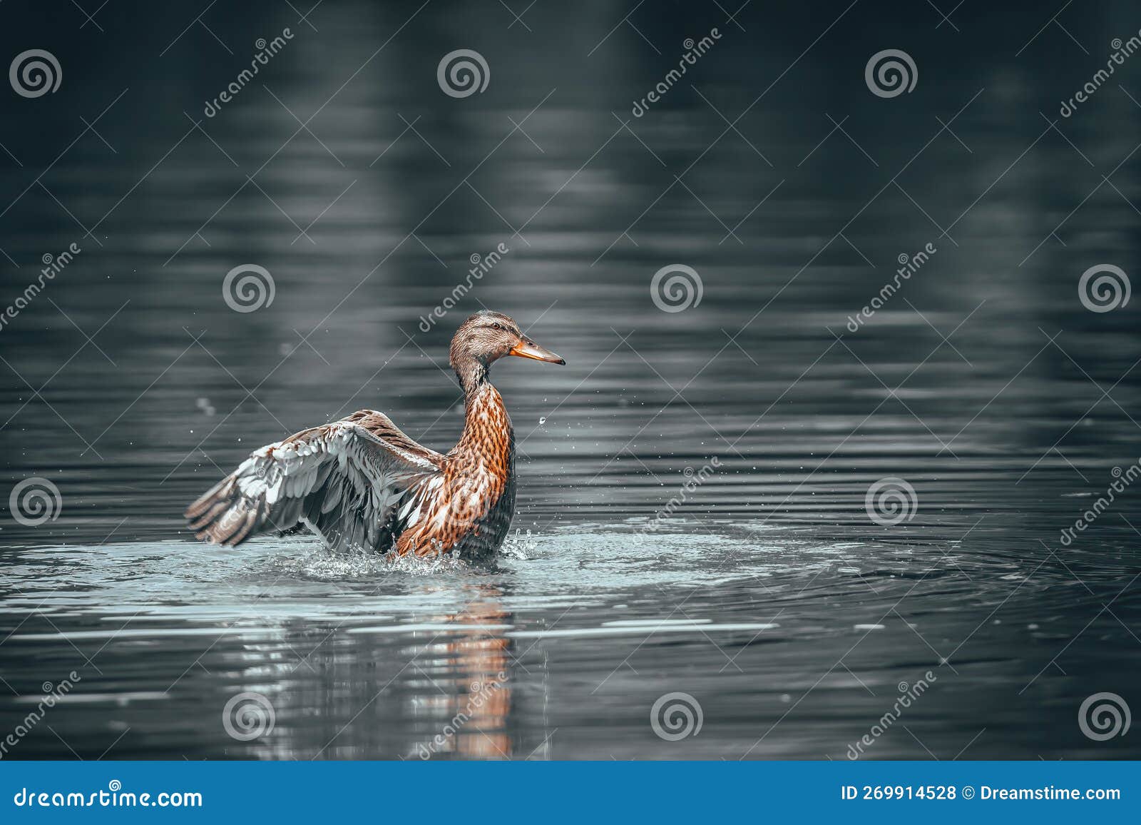Shot Of A Female Mallard Duck Anas Platyrhynchos Standing In The