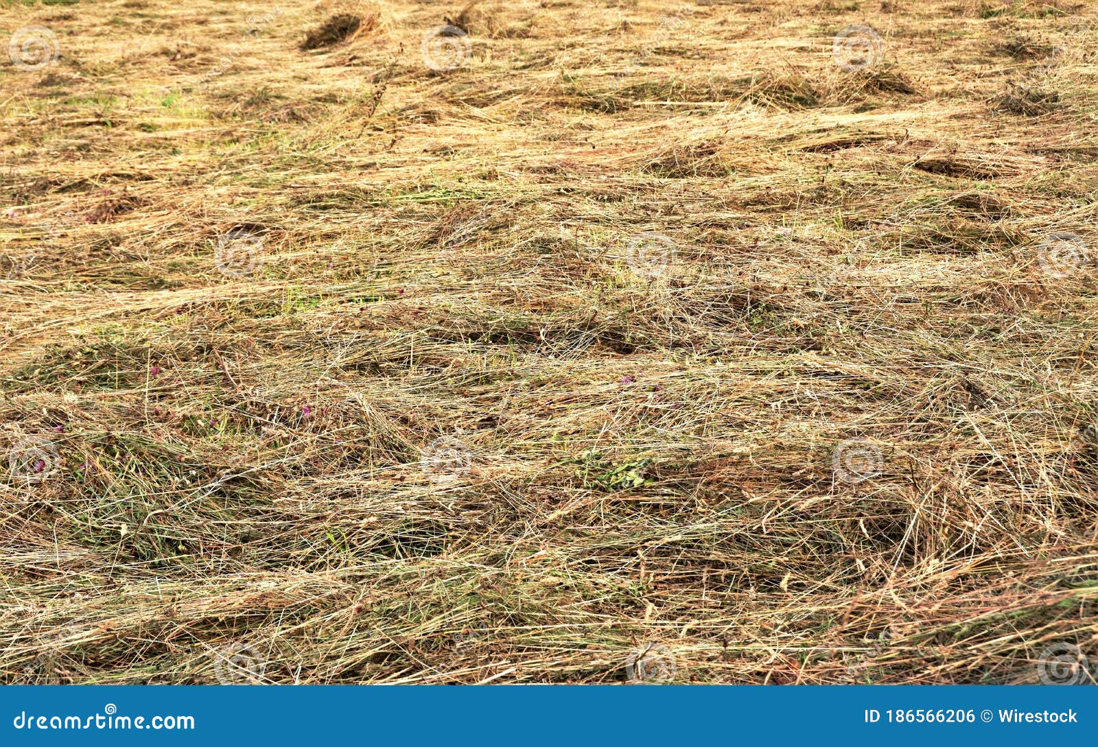 Shot of a Field of Mowed Dry Grass Stock Photo - Image of rural ...