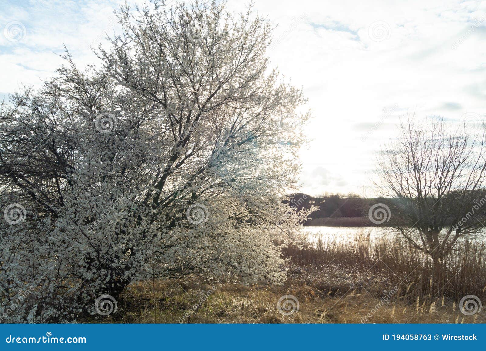Shot of a Flowering Tree by the River Stock Image - Image of leaf, park ...