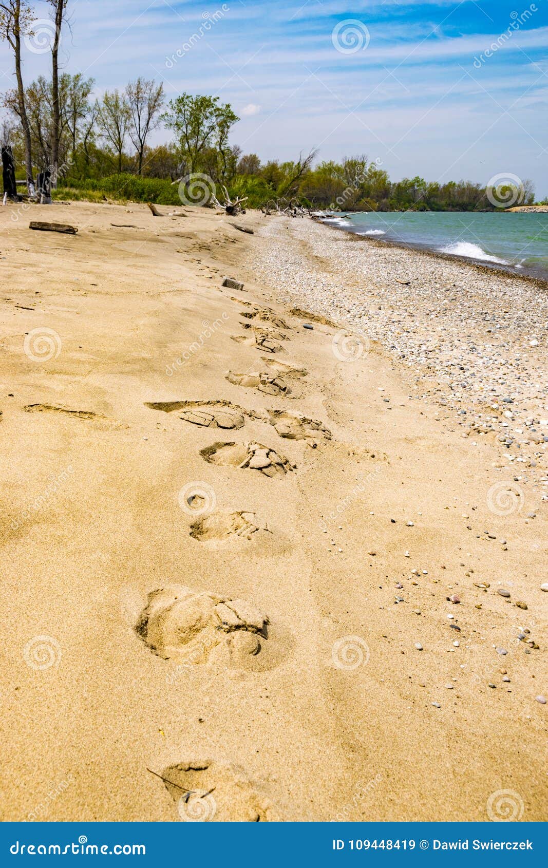 Footsteps on the Beach stock image. Image of summer - 109448419