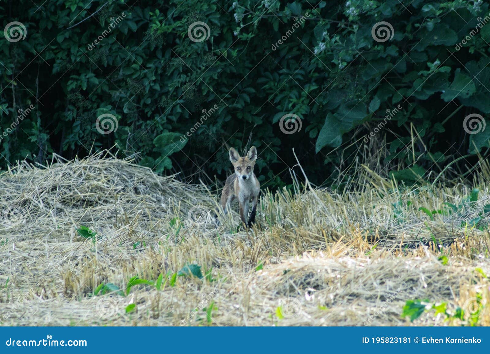 Fox in the field stock image. Image of zoology, creature - 195823181