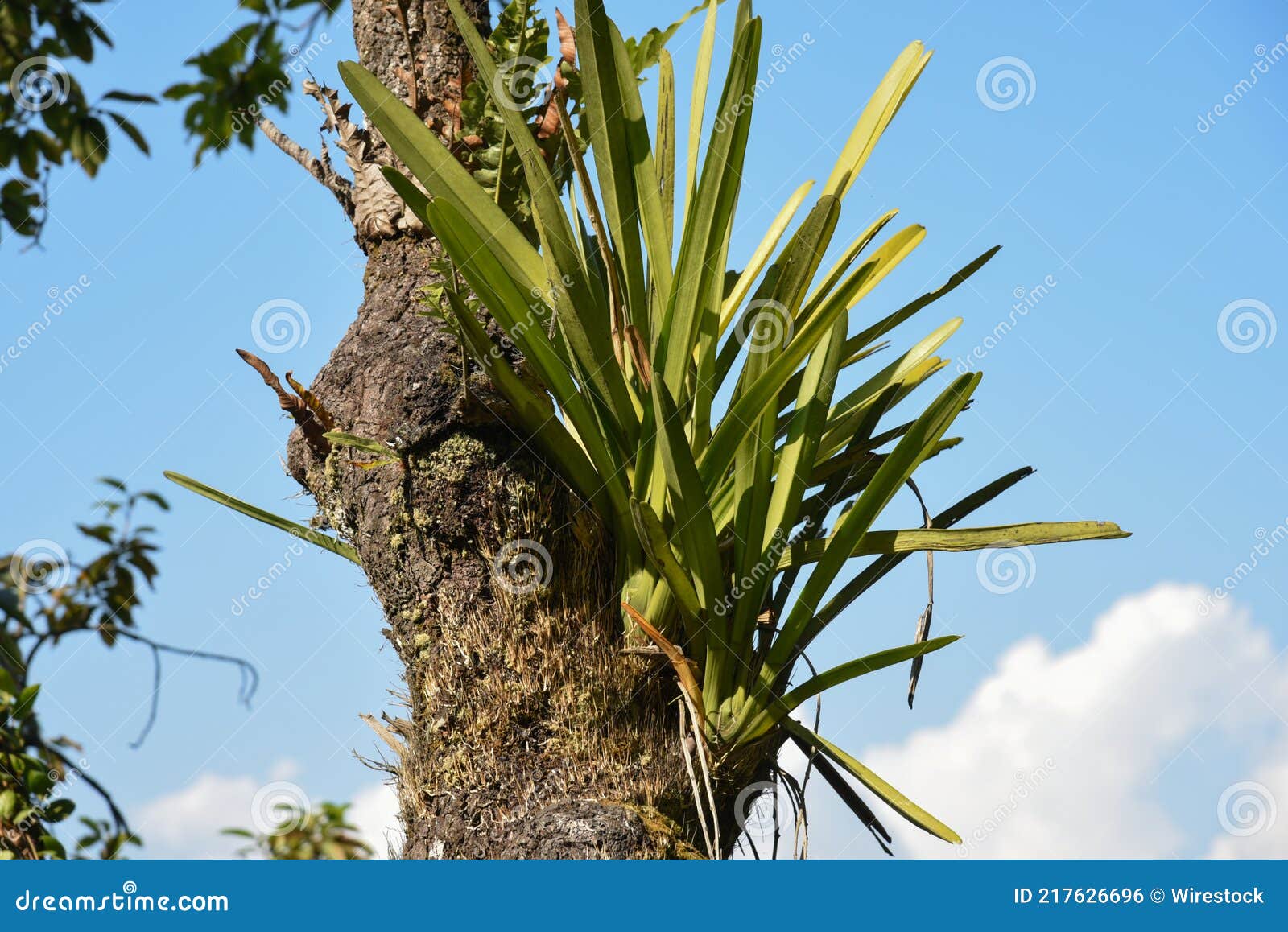 Shot of Fragrant Screwpine Tree Stock Photo - Image of sunny, leaves ...