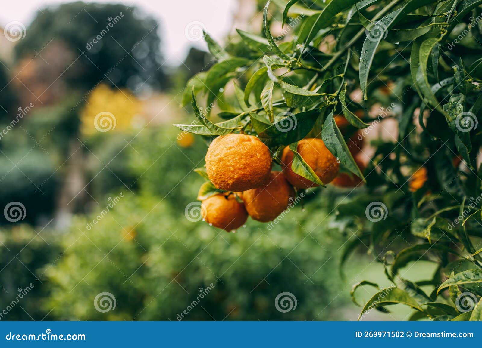 Shot of Fresh Oranges with Dewdrops Hanging on Branches Stock Photo ...