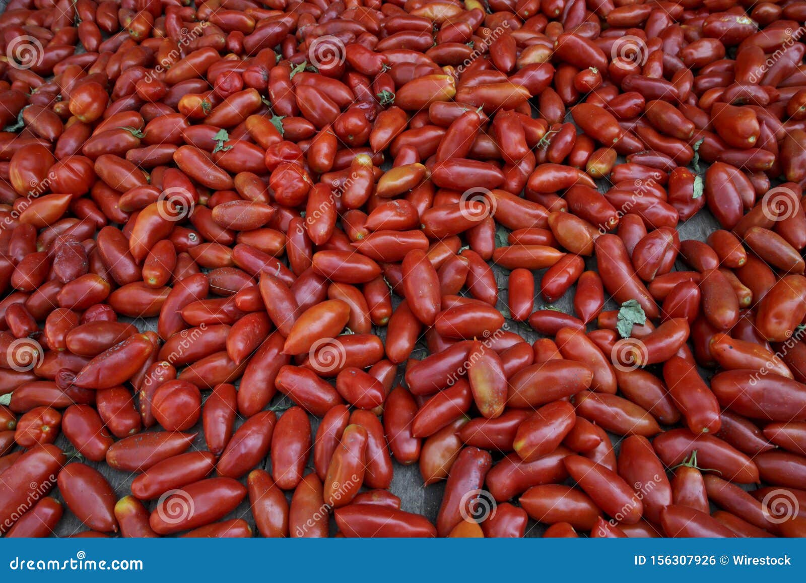 Shot of Fresh Ripe Long Tomatoes Stock Photo - Image of greenhouse ...