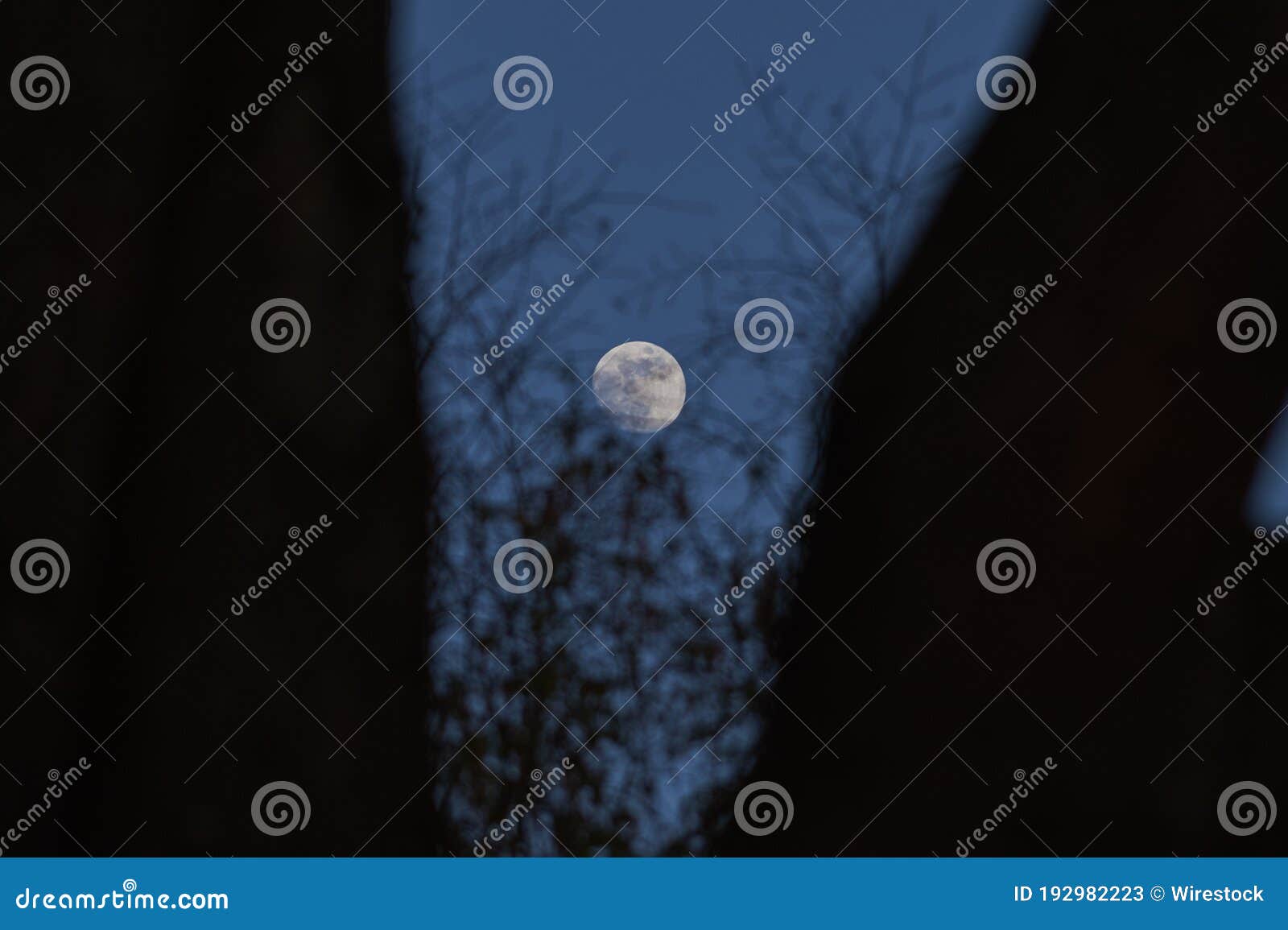 Shot of a Full Moon Behind the Trees at Night Stock Image - Image of ...