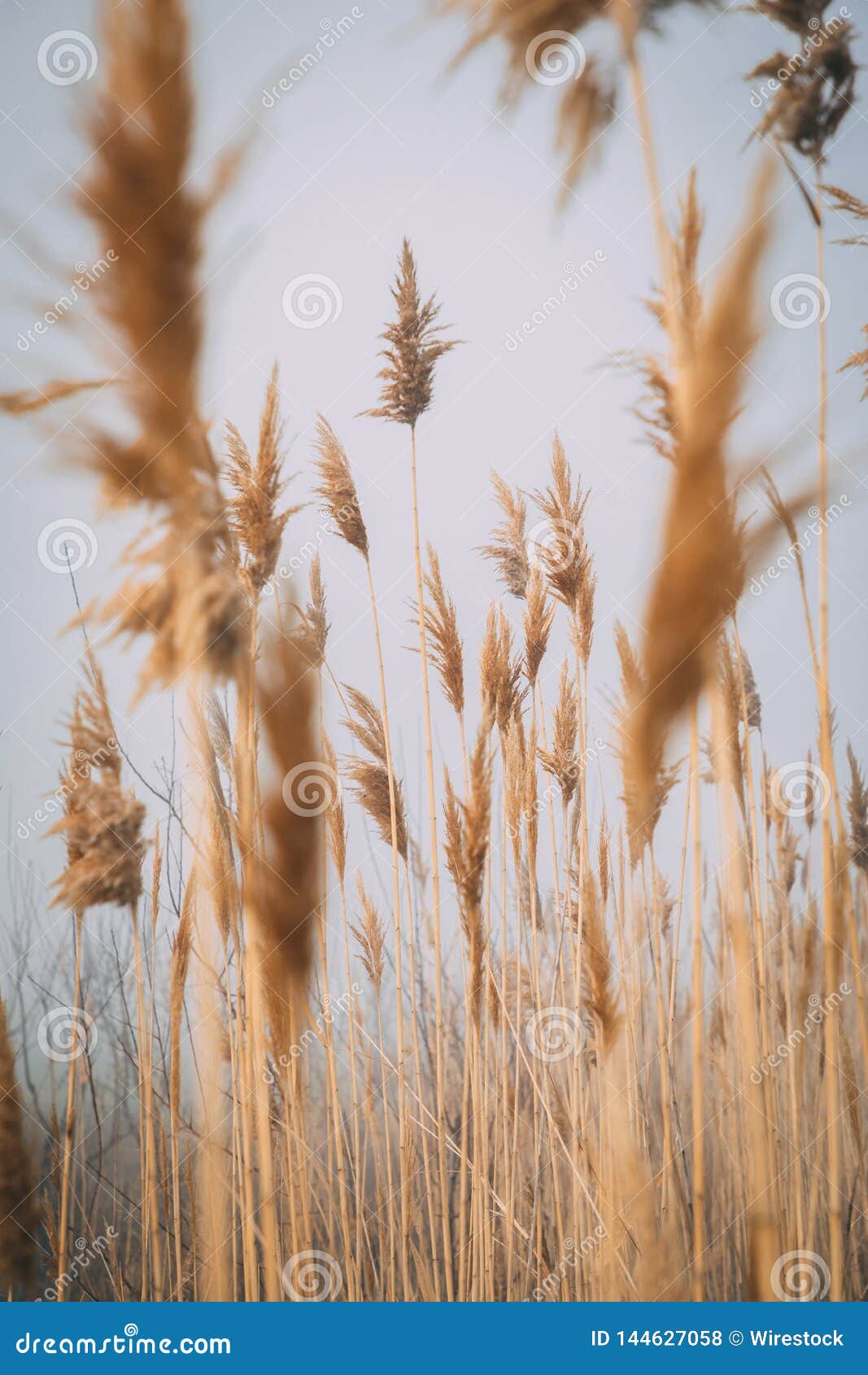 Shot of a grain stock photo. Image of countryside, harvest - 144627058
