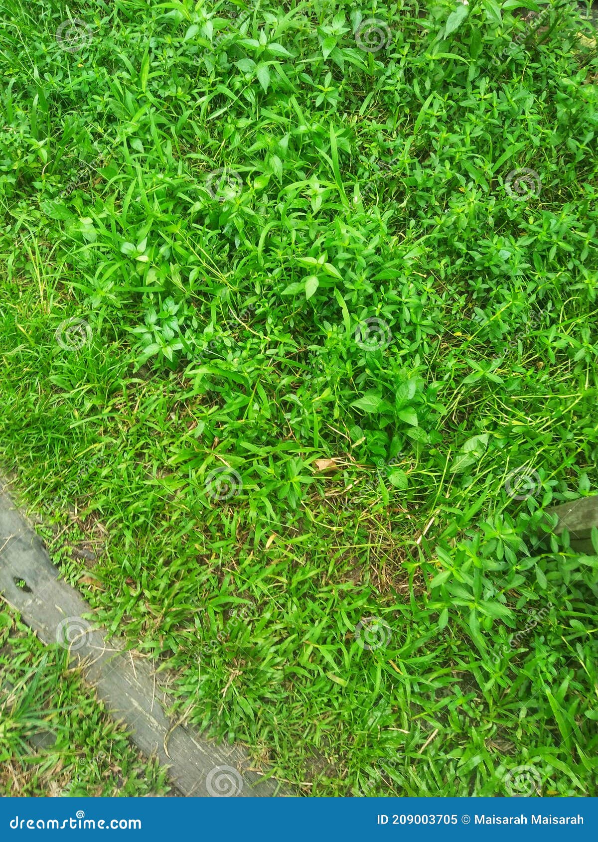 Shot of Green Grass from a High Angle View Stock Image - Image of angle ...