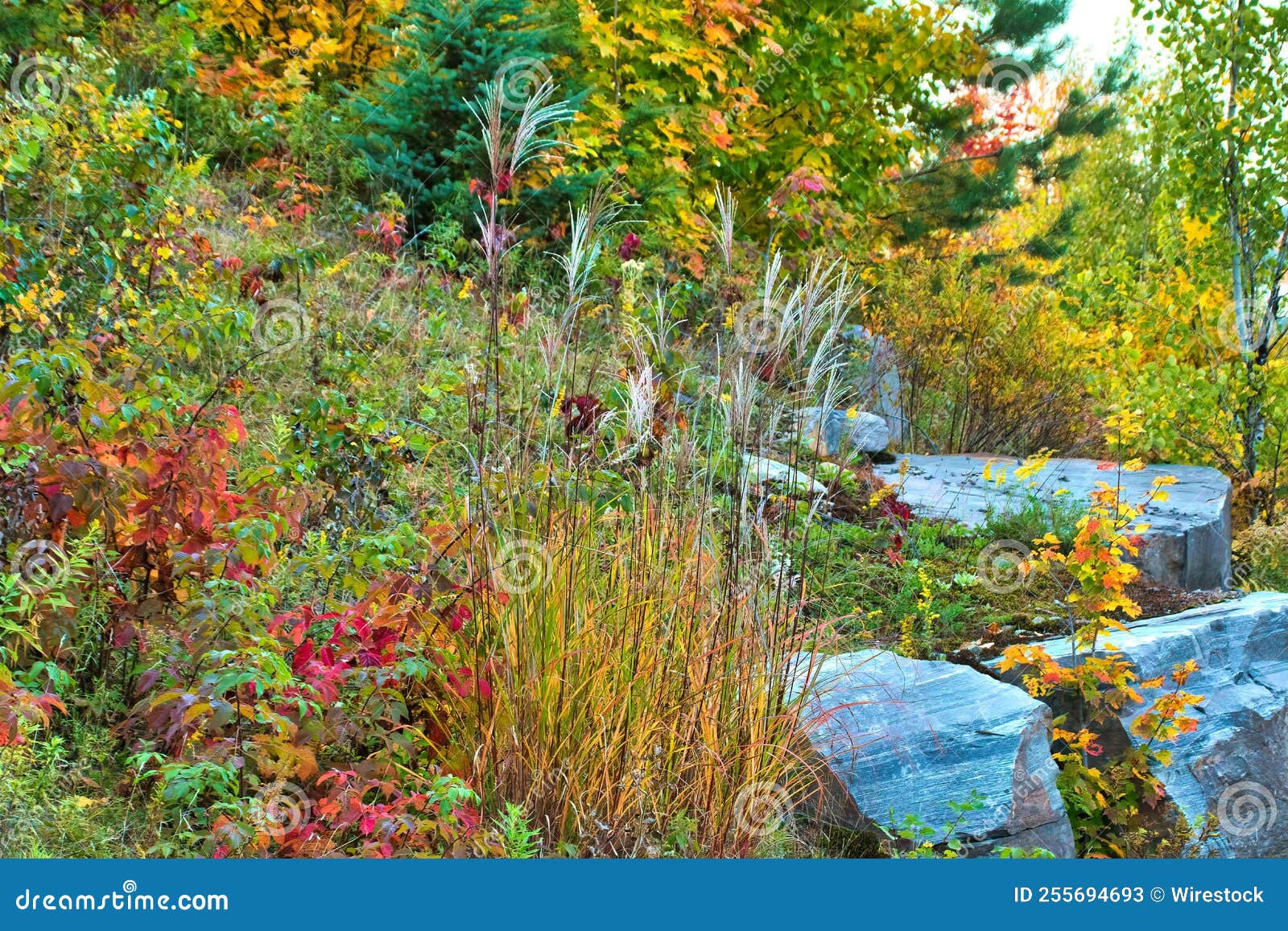 Shot of Greenery and Grass with Big Rocks Stock Image - Image of ...