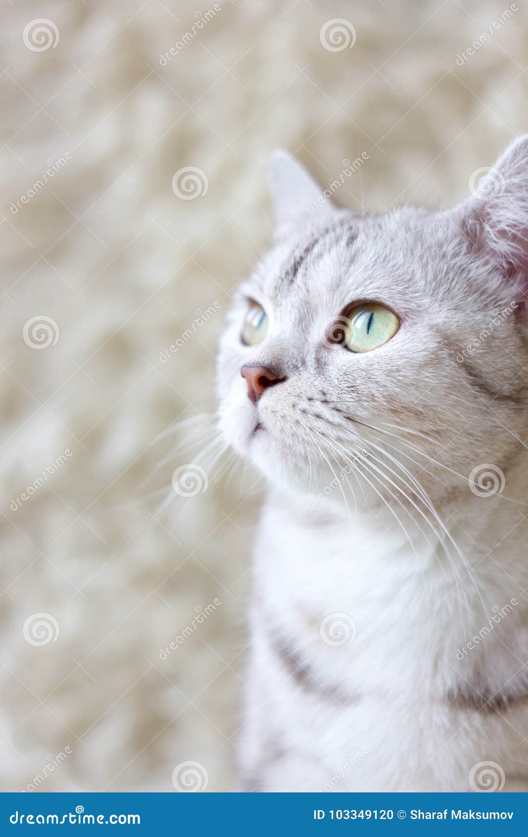 Shot of grey britain cat stock photo. Image of portrait - 103349120
