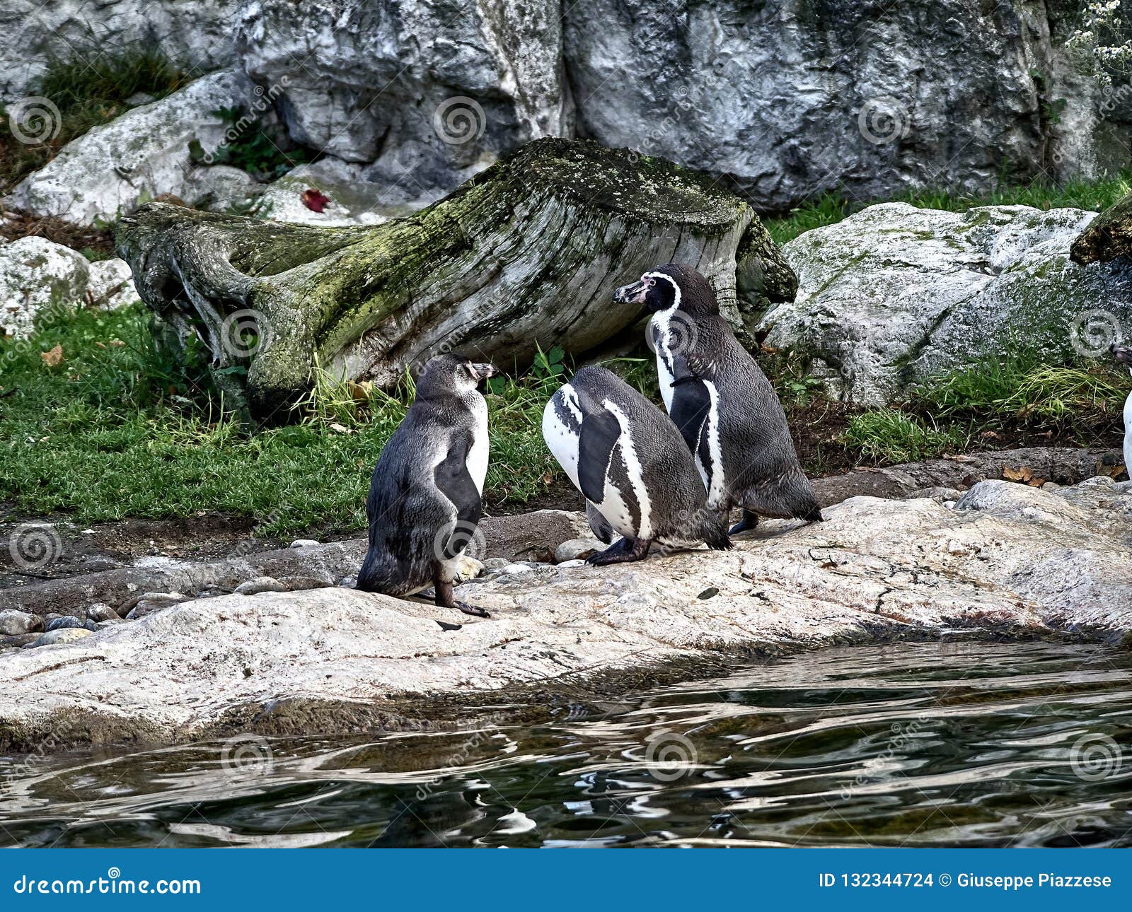 Shot of a Group of Penguins Stock Photo - Image of family, emperor ...