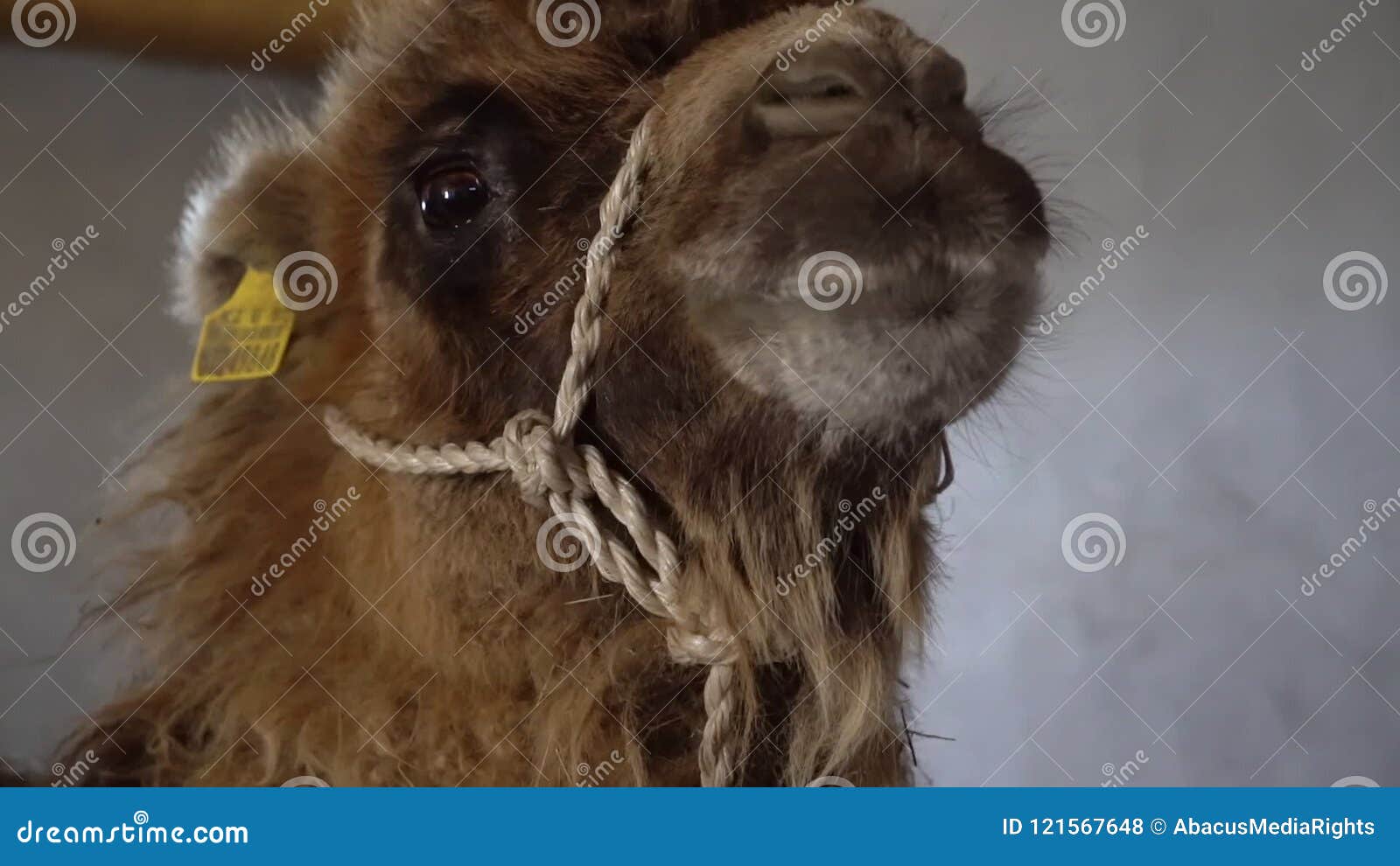A camel inside its cage stock footage. Video of hump - 121567648