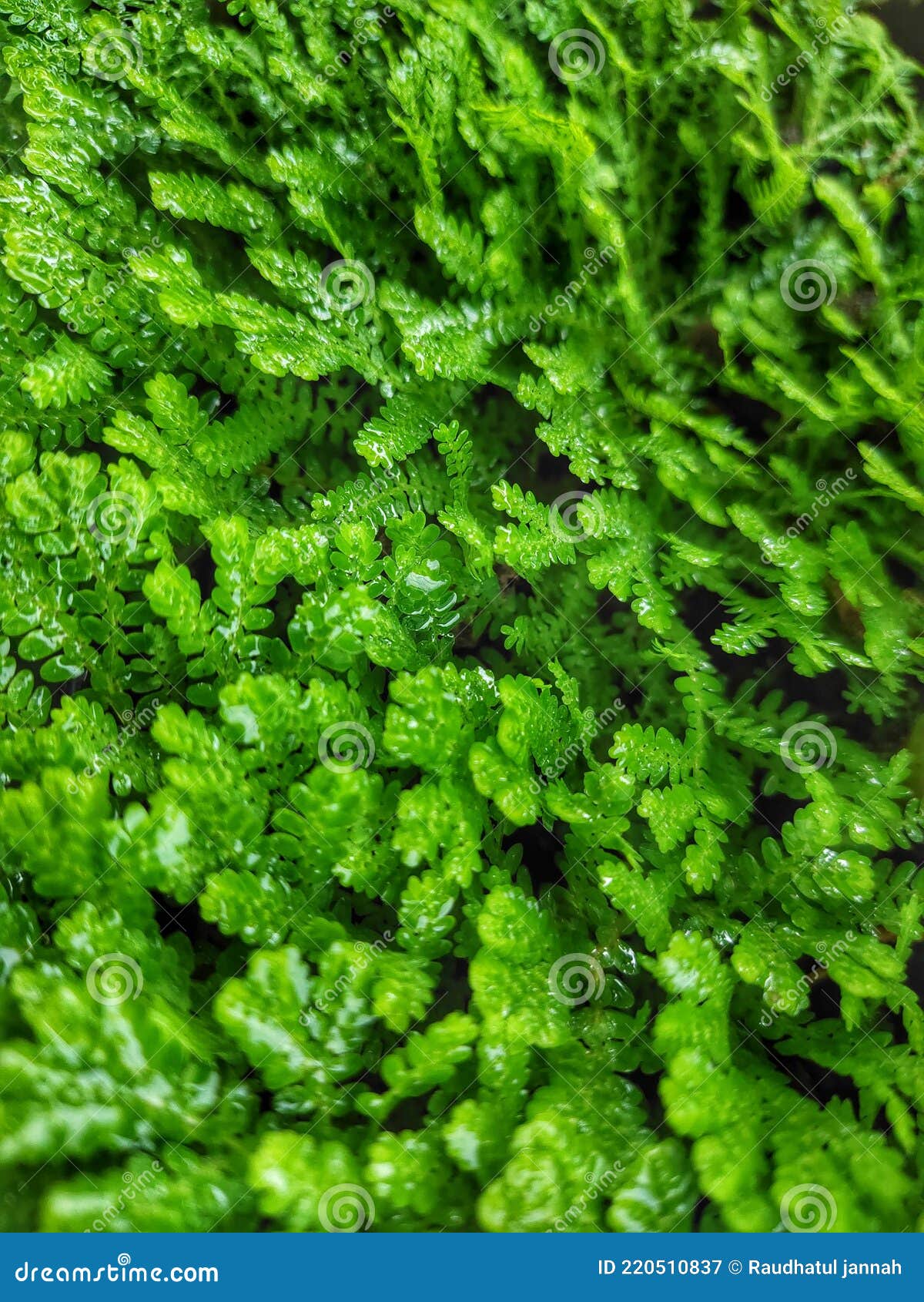 Algae garden stock photo stock image. Image of algae - 220510837