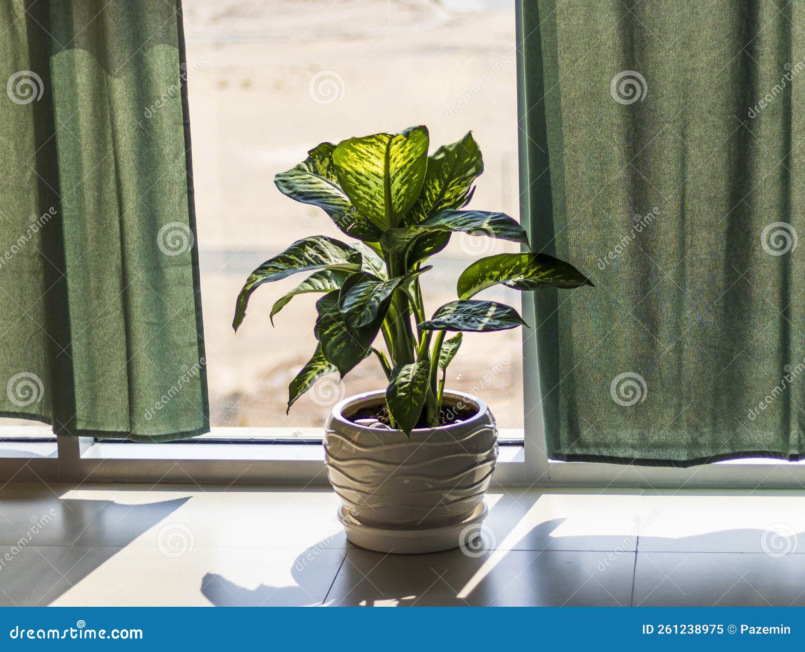 Shot of an Indoor Plant in the Pot. Interior Stock Image - Image of ...