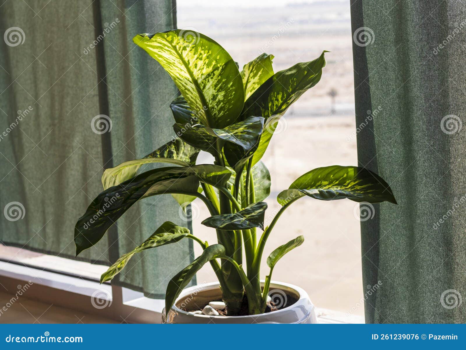 Shot of an Indoor Plant in the Pot. Interior Stock Photo - Image of ...