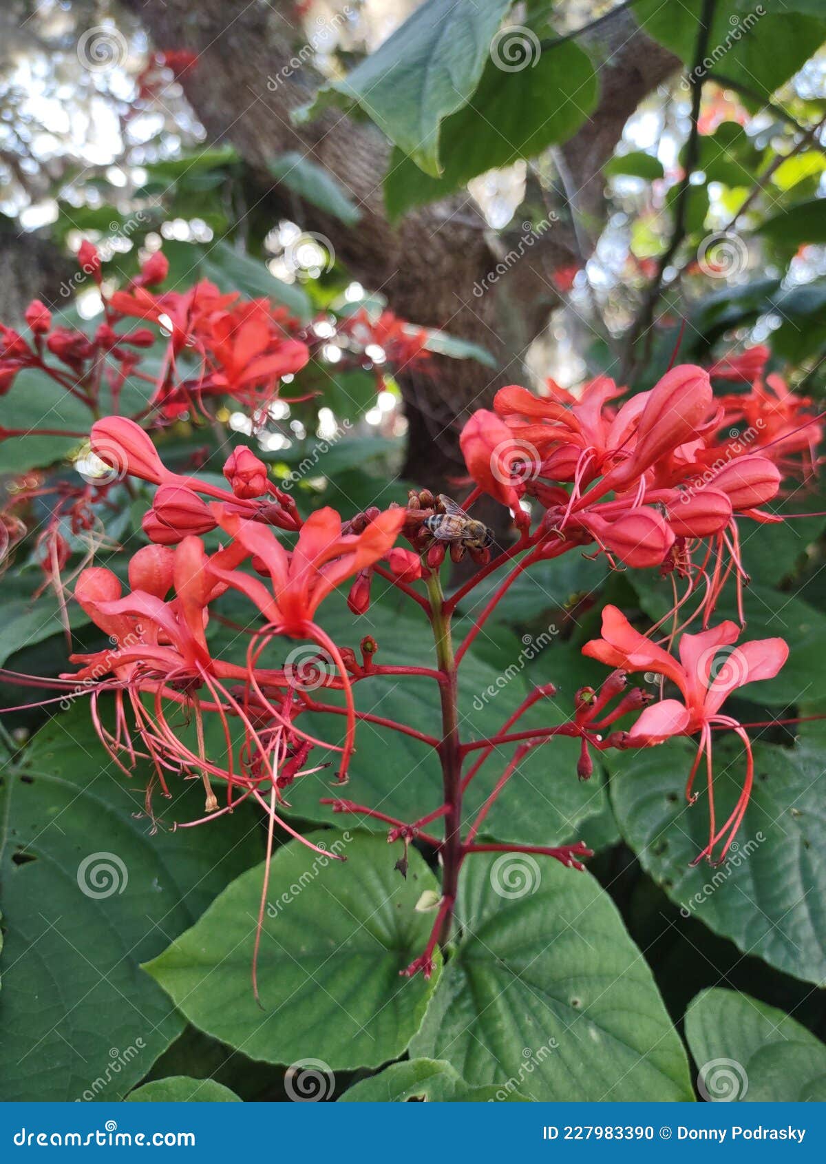 Bee Resting on Java Glorybower Stock Photo - Image of food, blossom ...