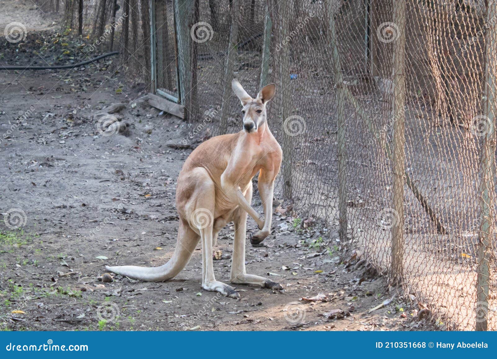 Animals in the Zoo in Cairo Stock Photo - Image of cairo, giza: 210351668